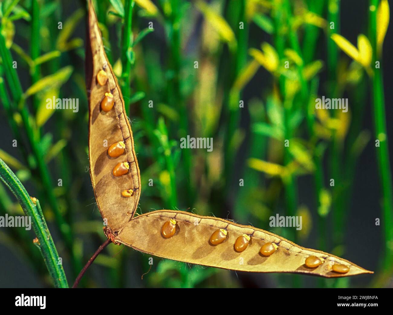 Common broom or Scotch broom Cytisus scoparius open seed pods in warm ...