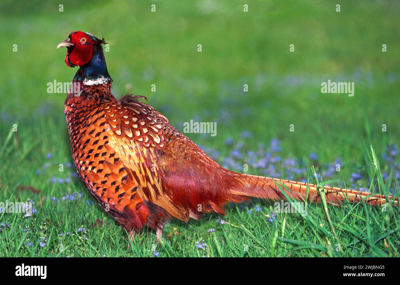 Common Pheasant male in field of fresh green grass and blue flowers in ...