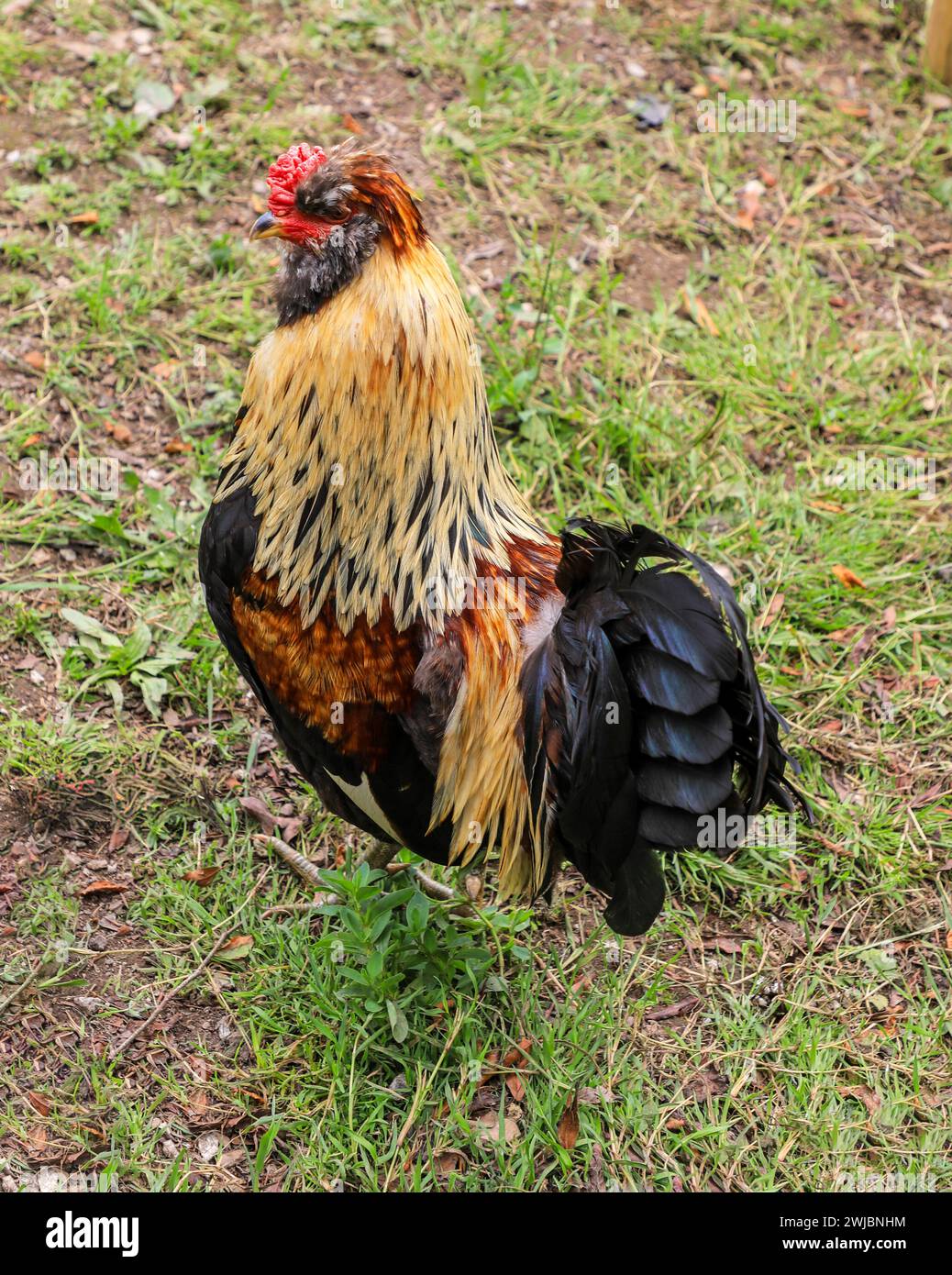 A colourful Gold Dutch Bantam cock Hen or chicken, England, UK Stock ...
