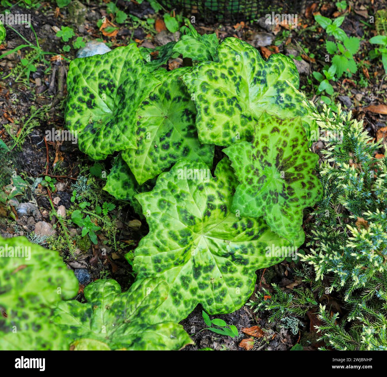 The mottled green leaves of Podophyllum versipelle 'Spotty Dotty' Stock ...