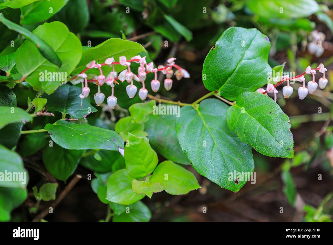 Pink bell like hanging flowers hi-res stock photography and images - Alamy