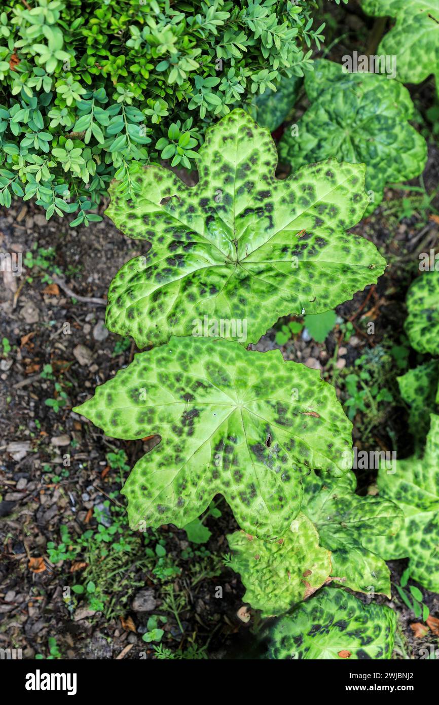 The mottled green leaves of Podophyllum versipelle 'Spotty Dotty' Stock ...