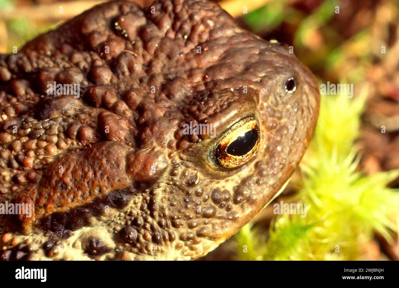 Common Toad Bufo bufo portrait head and eye Stock Photo - Alamy
