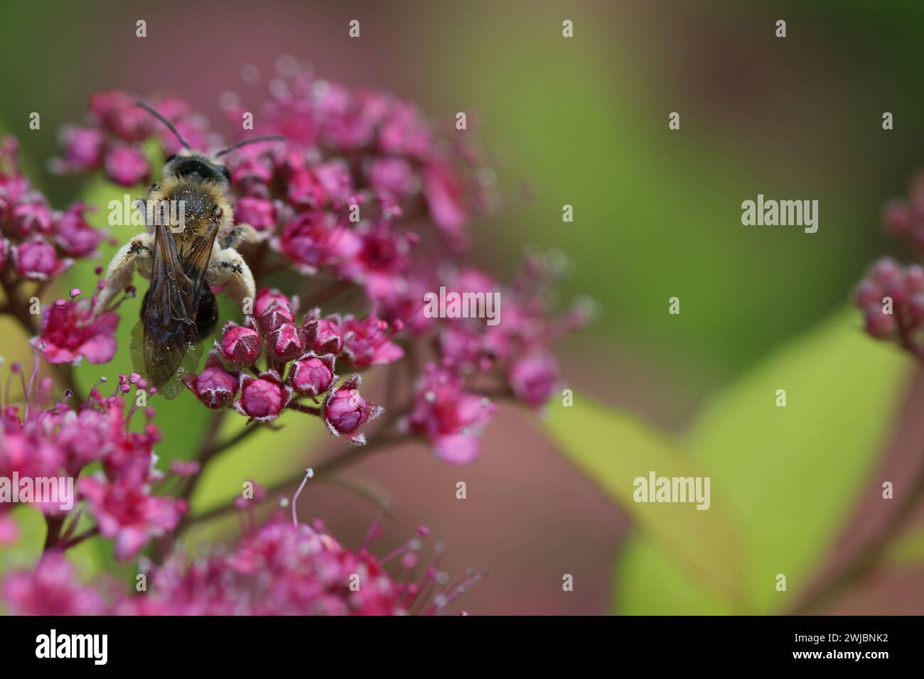 Bumble bee on a pink flower with pollen on its body and wings Stock ...