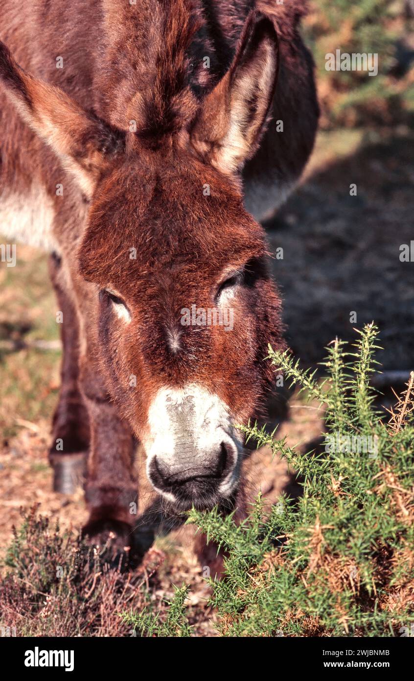 Donkey grazing at new forest national park hi-res stock photography and ...
