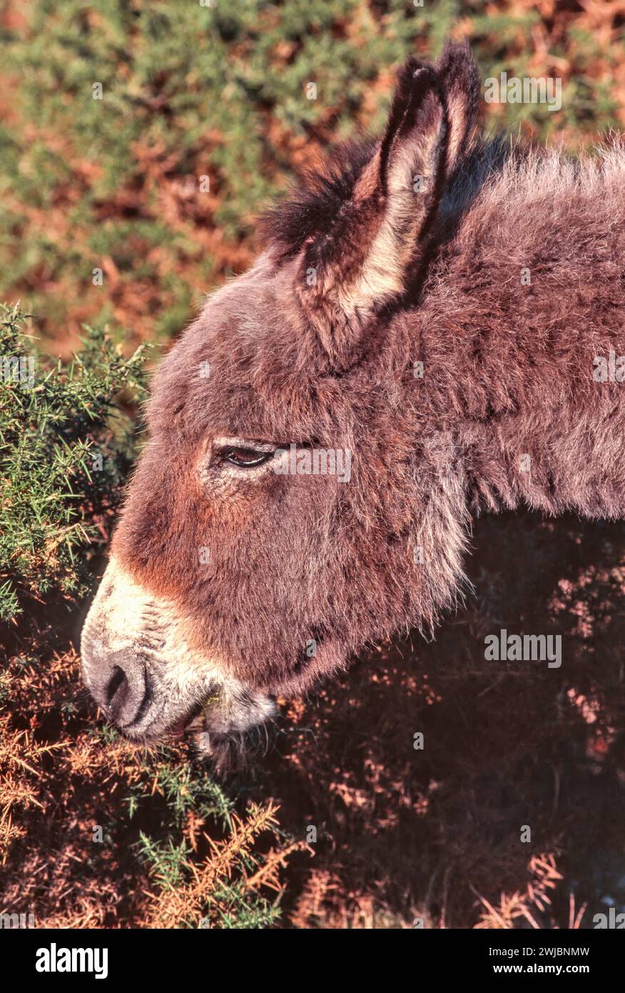 Donkey grazing at new forest national park hi-res stock photography and ...