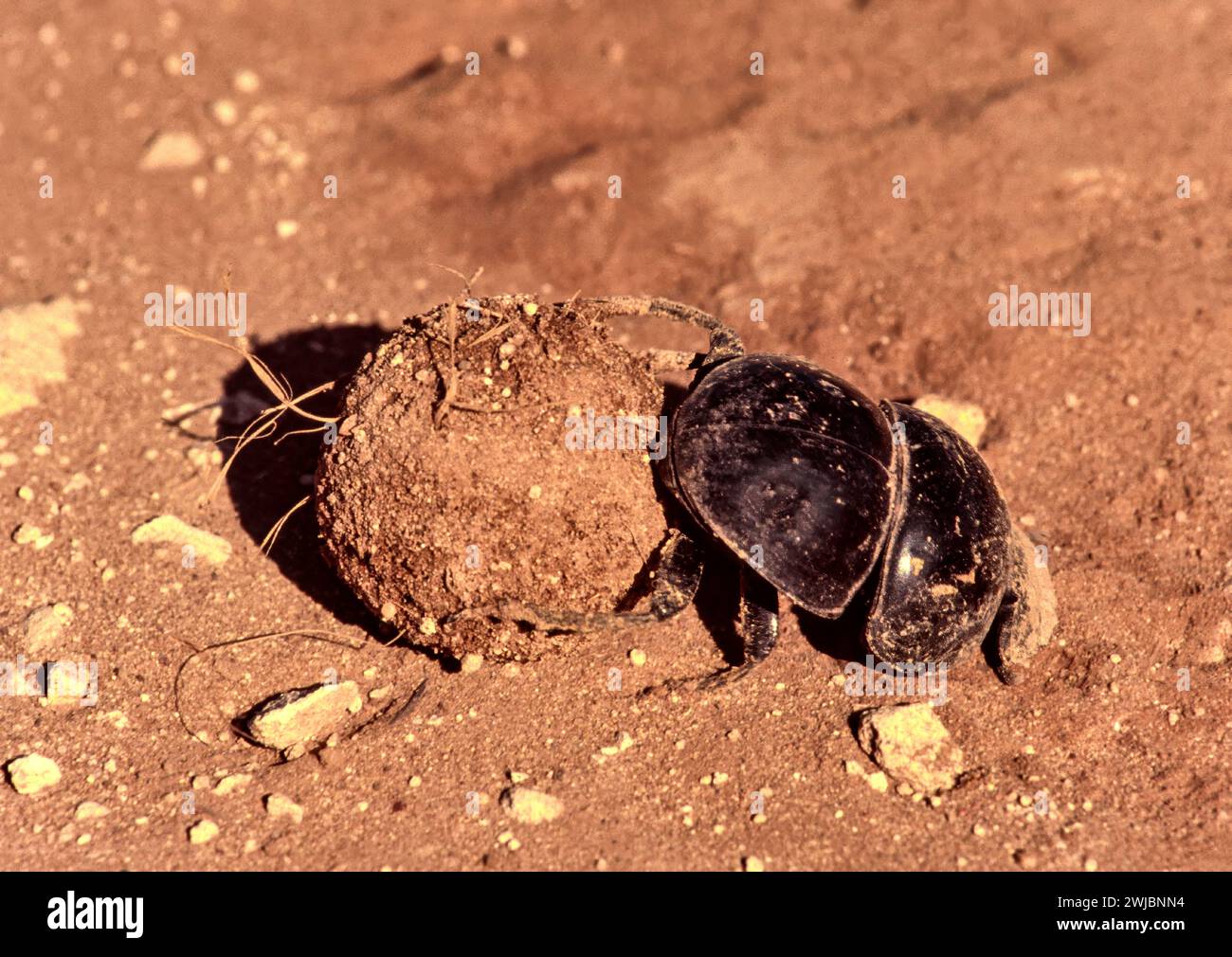 Dung beetle rolling a ball of elephant dung south Africa Stock Photo ...