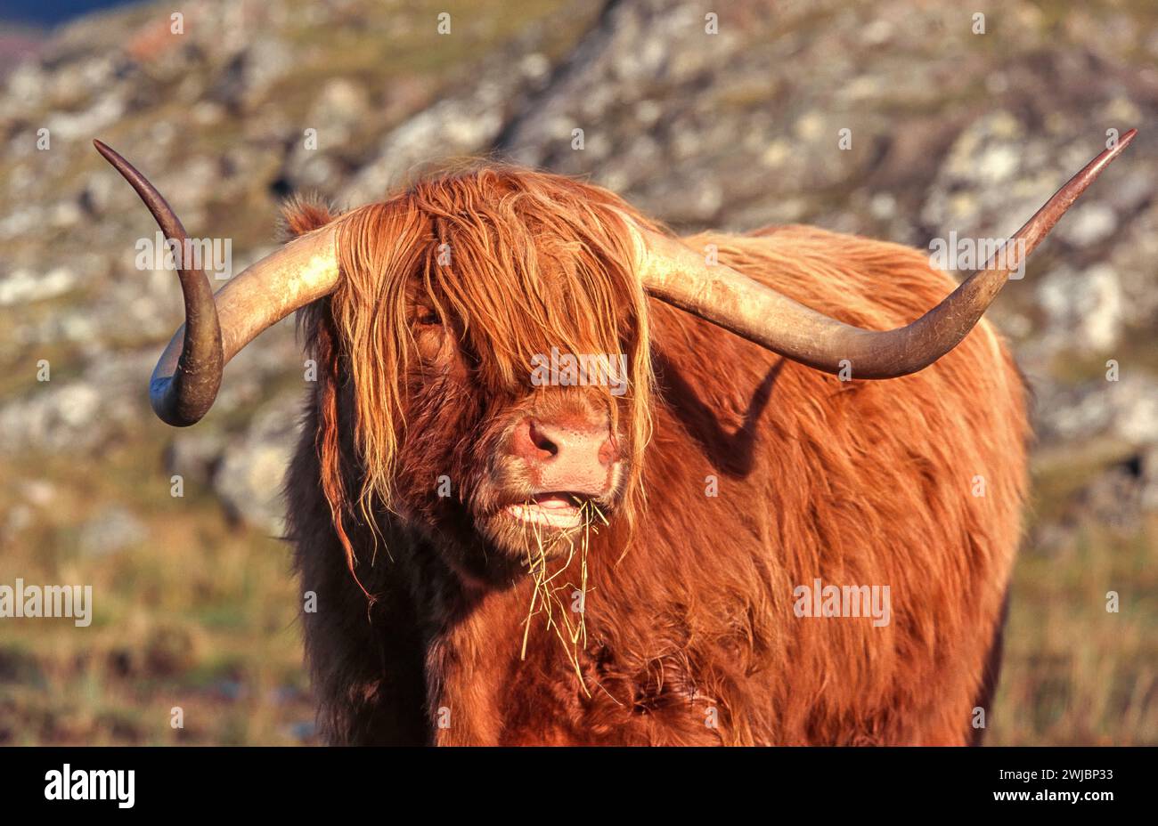 Highland cattle with long horns hi-res stock photography and images - Alamy