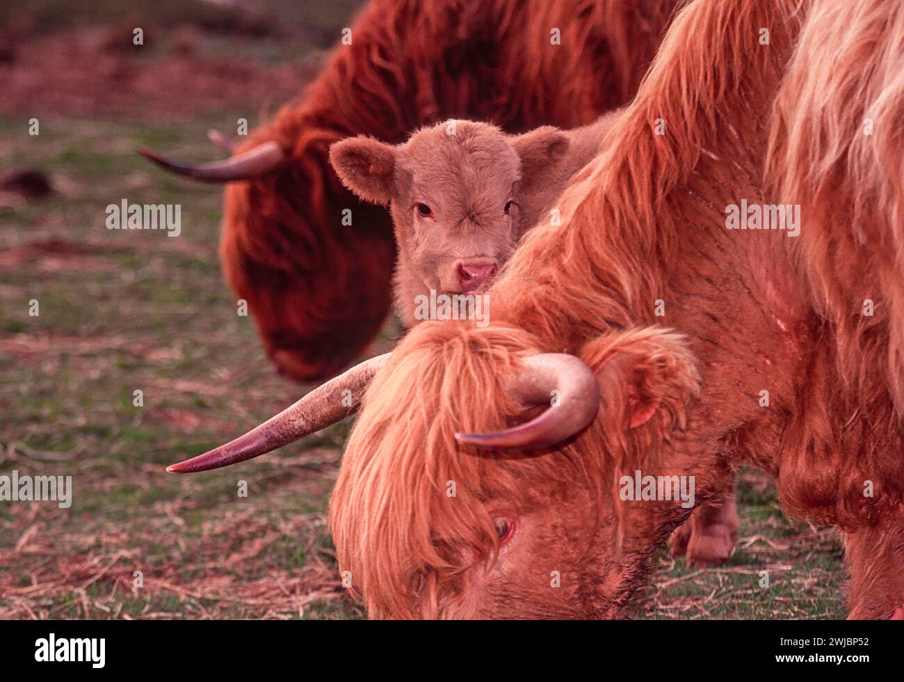 Cows head between cows hi-res stock photography and images - Alamy