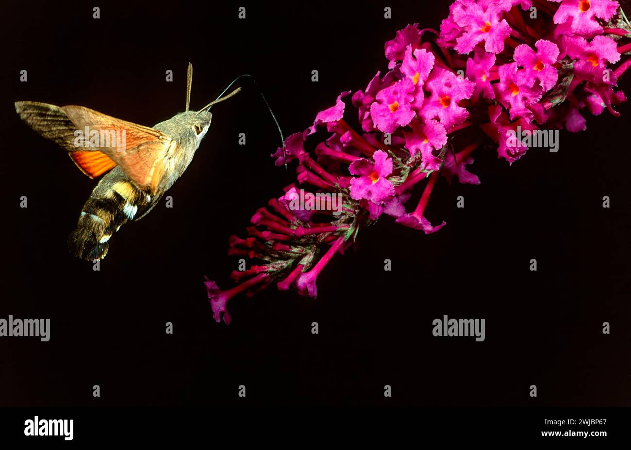 Hummingbird hawk-moth Macroglossum stellatarum hovering with proboscis ...
