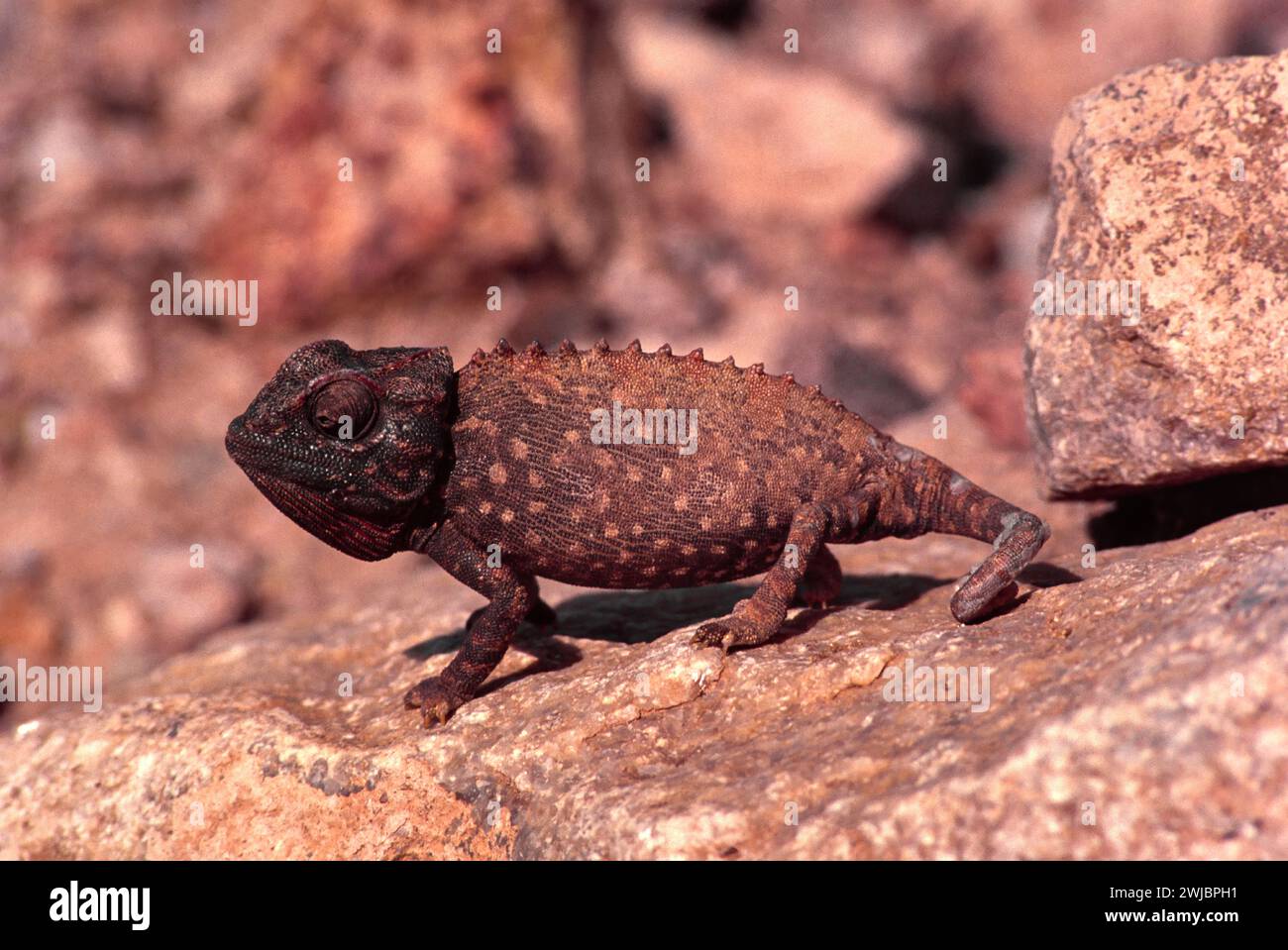 Namaqua chameleon Chamaeleo namaquensis on rocks in the Namib desert ...