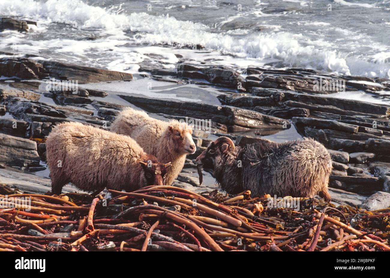 Sheep farm orkney islands hi-res stock photography and images - Alamy