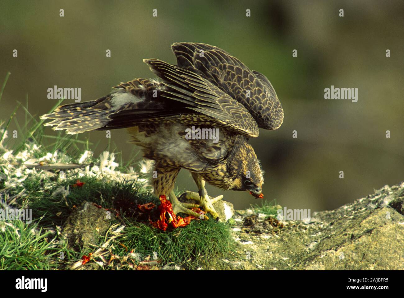 Peregrine falcon Falco peregrinus juvenile feeding on a bird Stock ...