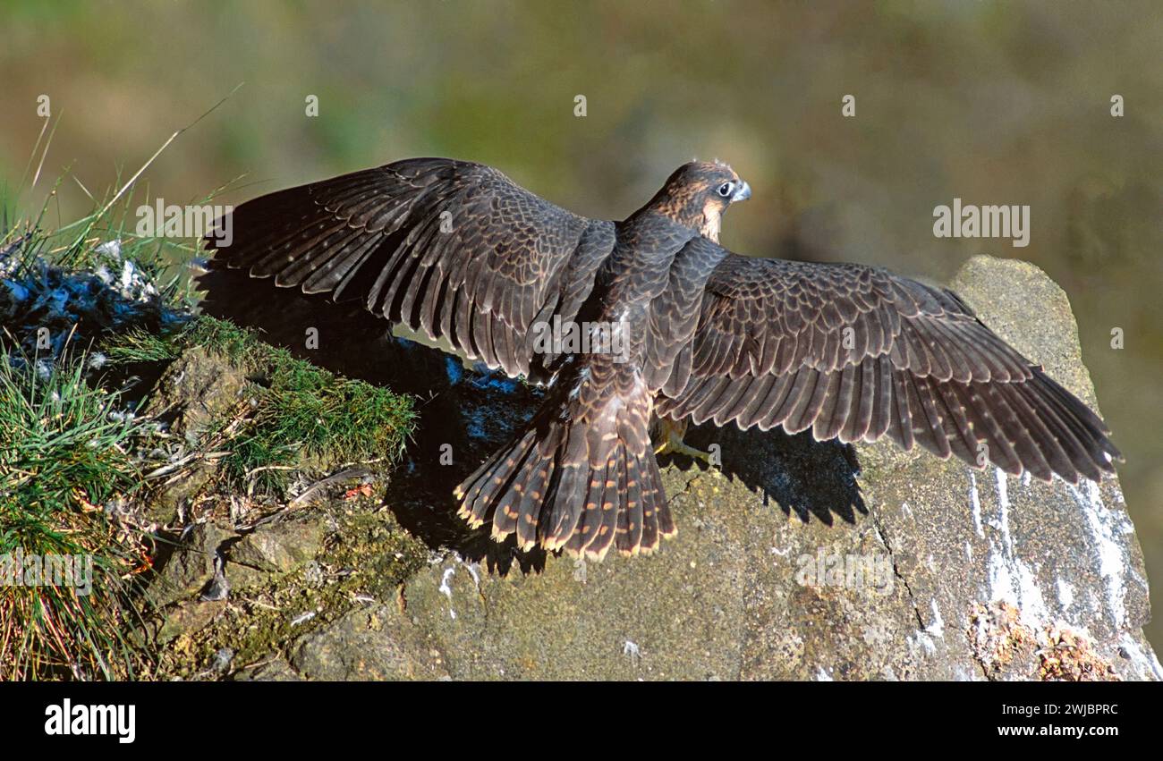 Peregrine falcon Falco peregrinus juvenile spreading wings and learning ...