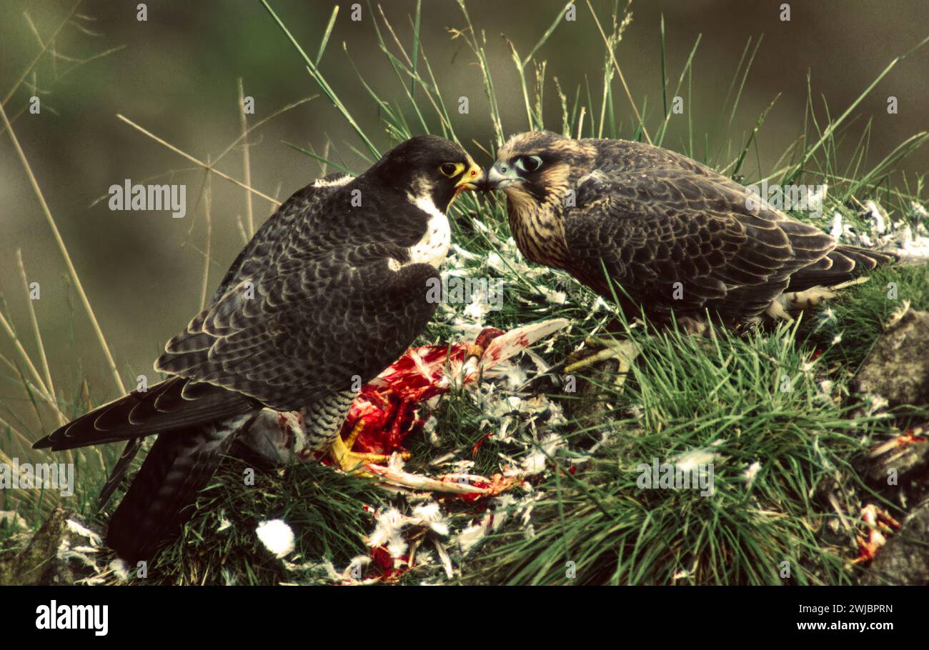Peregrine falcon Falco peregrinus male falcon feeding a juvenile Stock ...