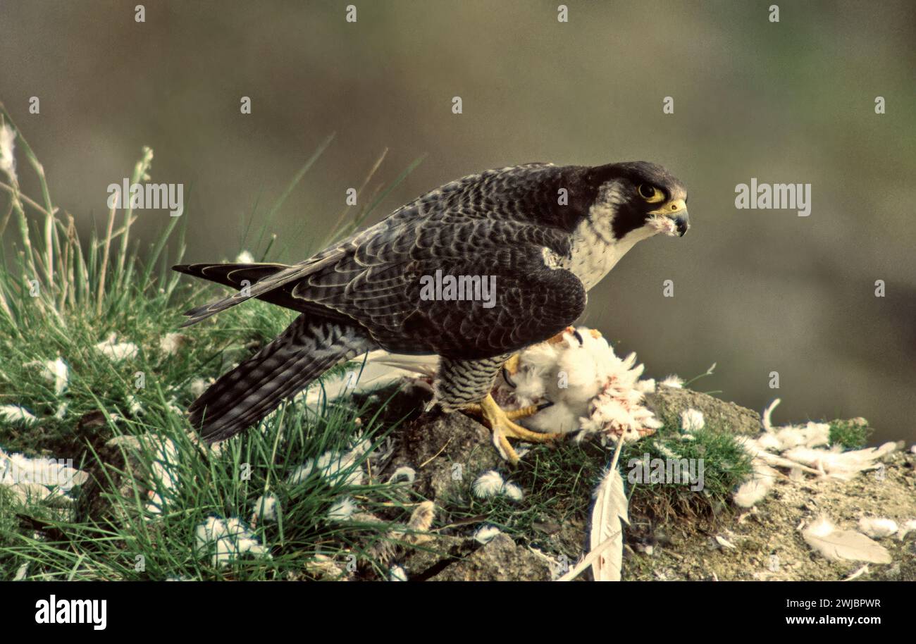 Peregrine falcon Falco peregrinus male falcon plucking a white pigeon ...