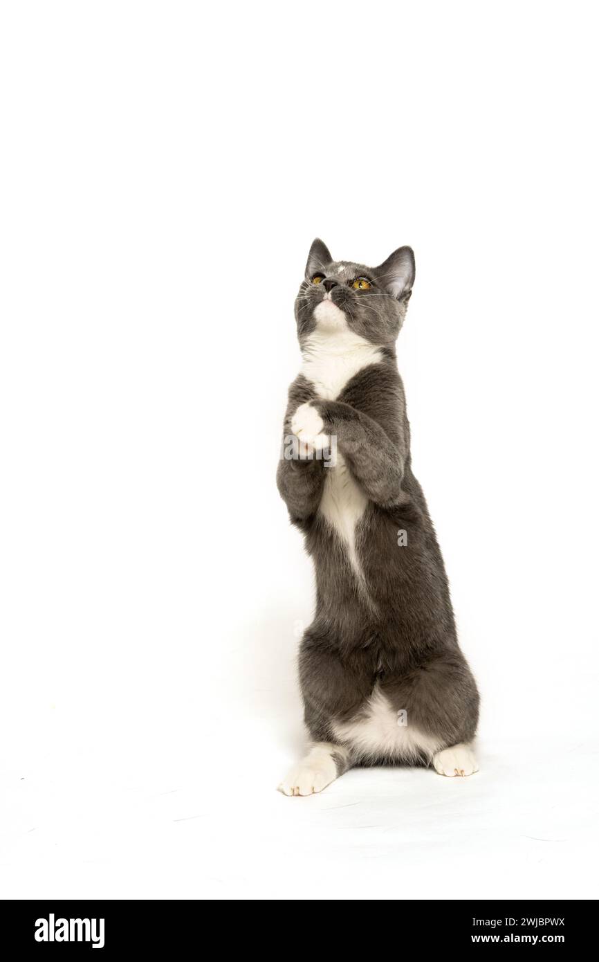 Cute gray and white cat on its hind legs playing on white background ...
