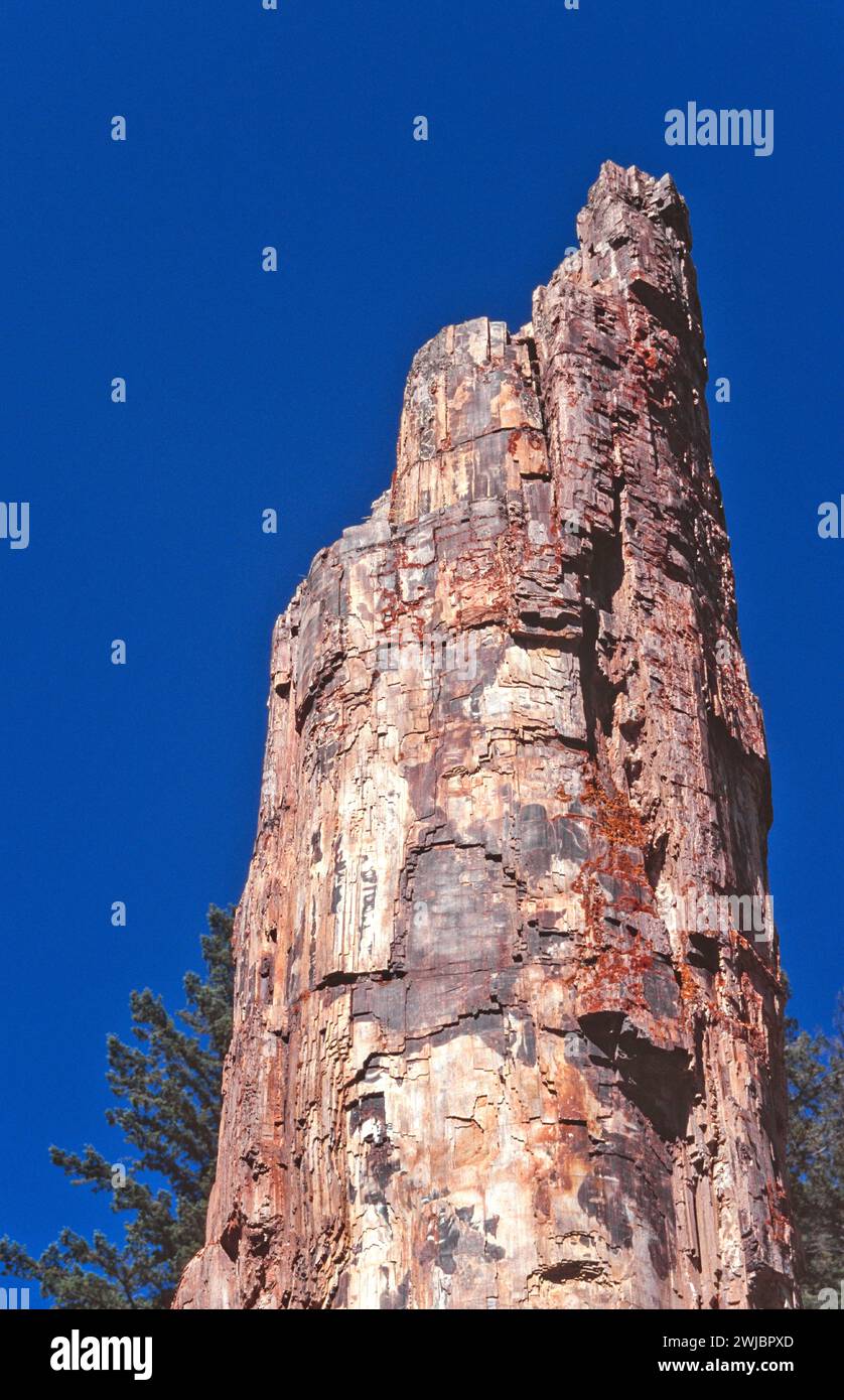 Petrified tree yellowstone hi-res stock photography and images - Alamy