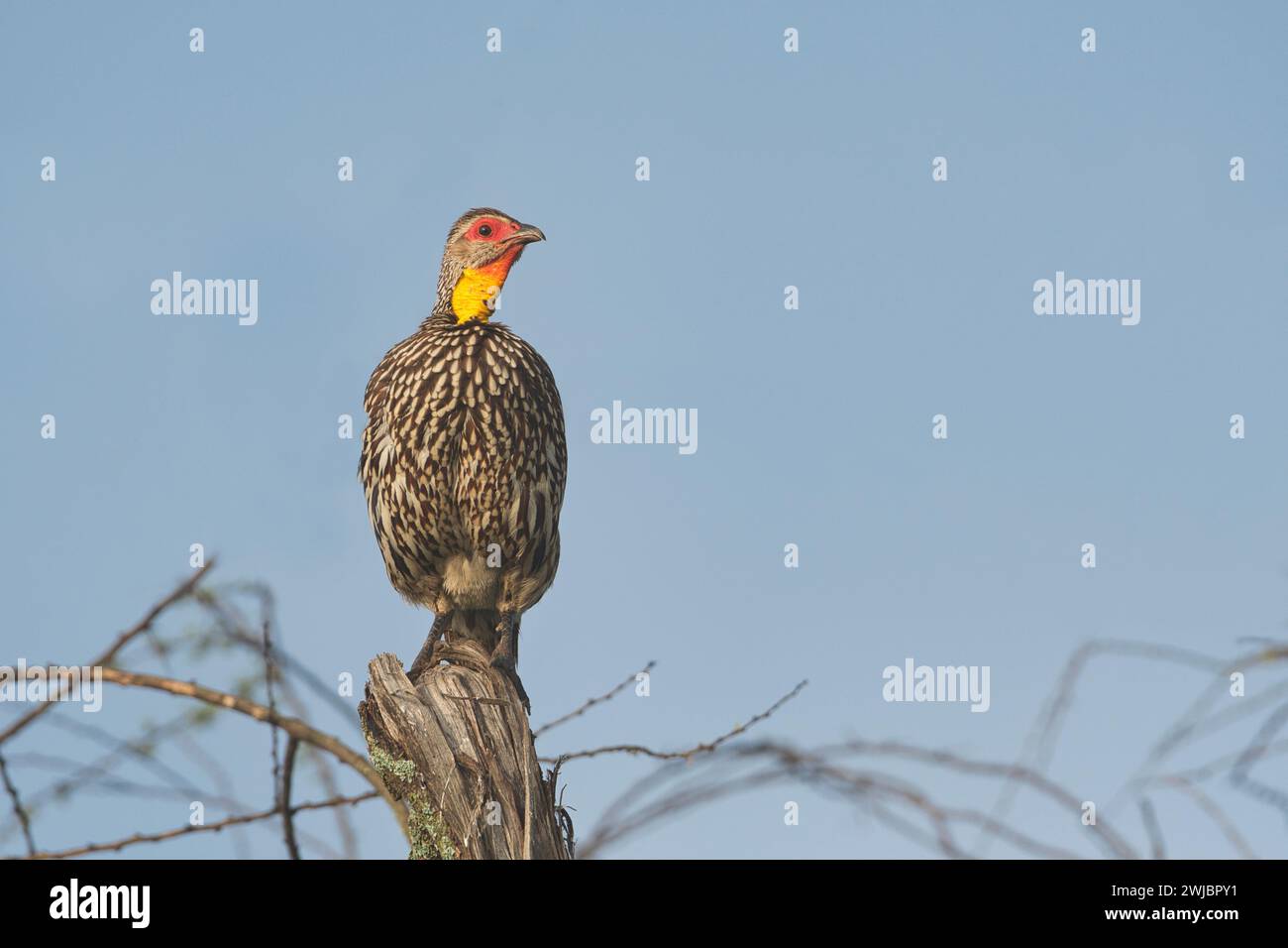 Yellow-necked spurfowl (Pternistis leucoscepus Stock Photo - Alamy