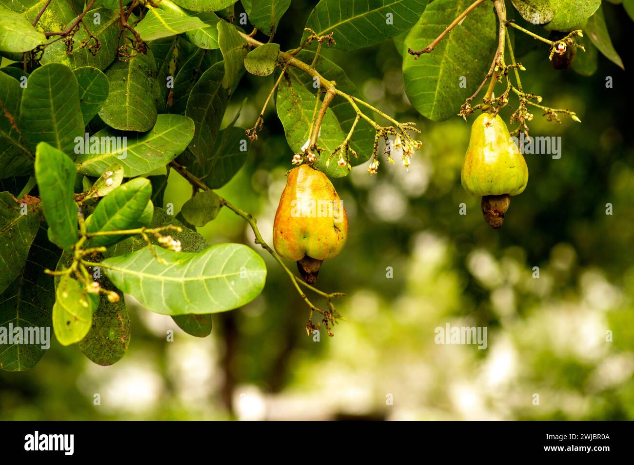 Jambu Mete, Cashew raw fruits (Anacardium occidentale) hanging on the ...