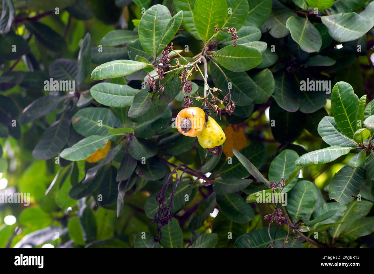 Jambu Mete, Cashew raw fruits (Anacardium occidentale) hanging on the ...