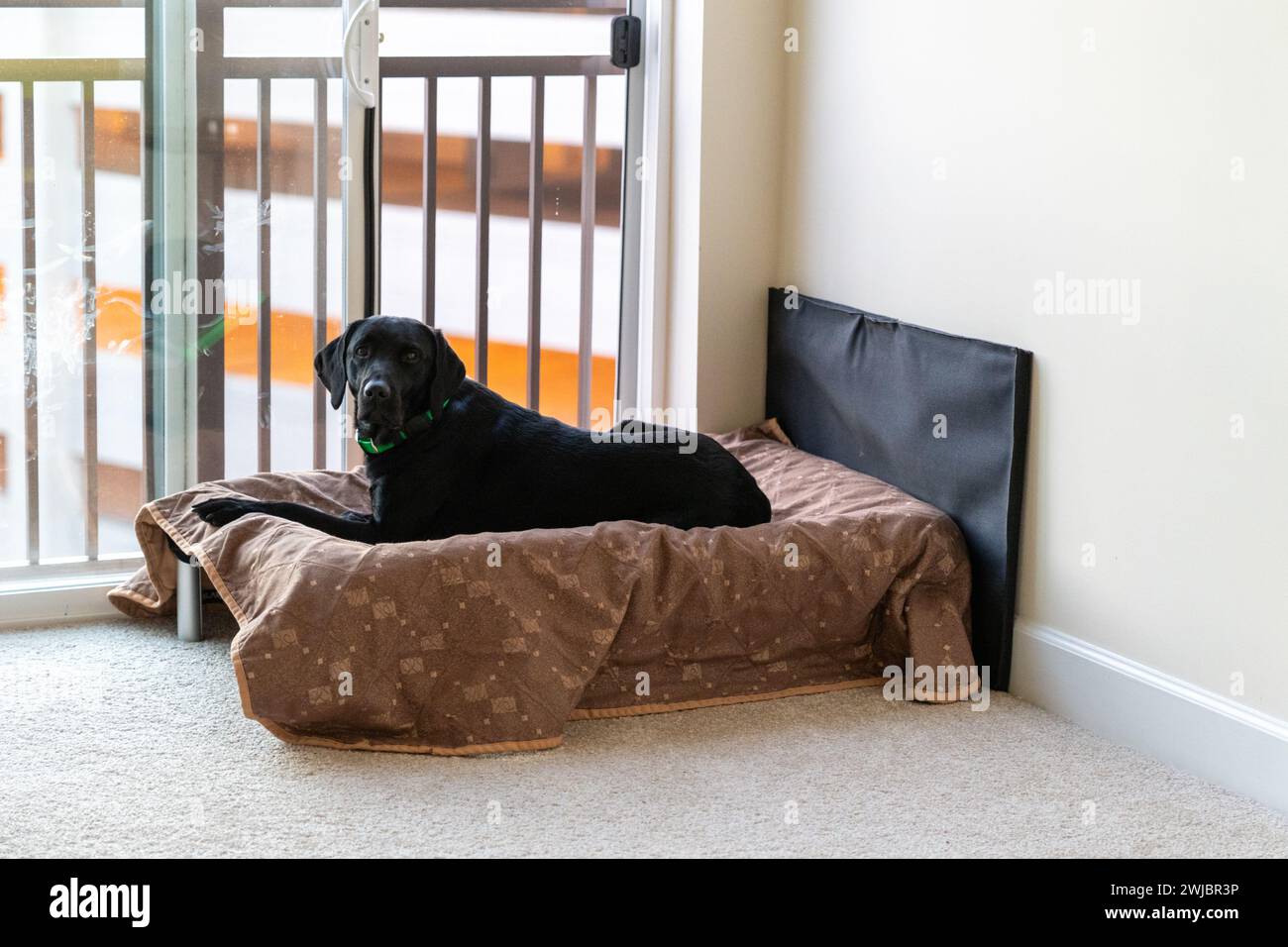 Black labrador dog sitting on a dog bed, looking out the window in a ...