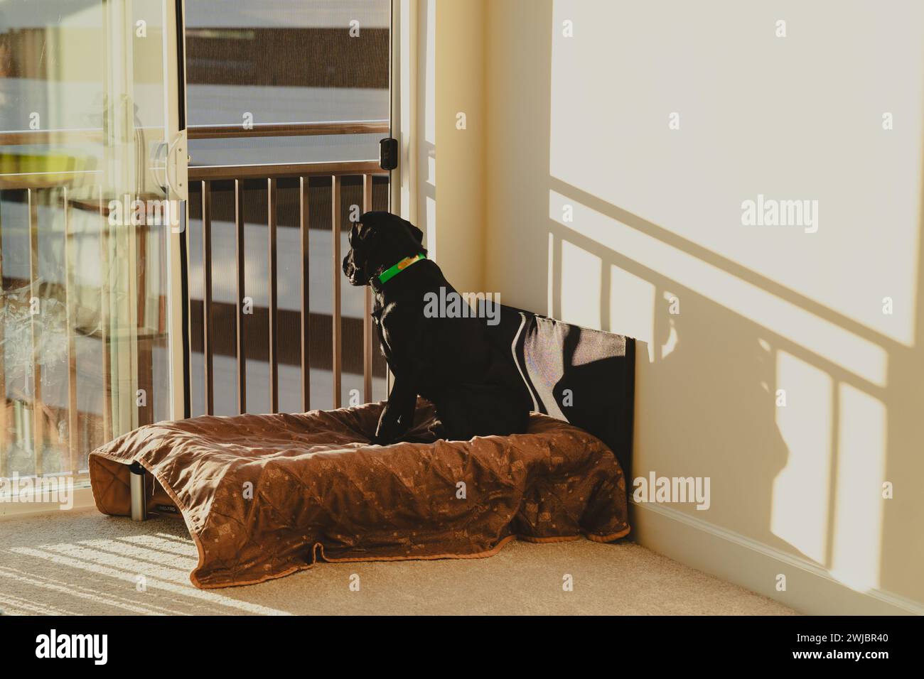 Black labrador dog sitting on a dog bed, looking out the window in a ...
