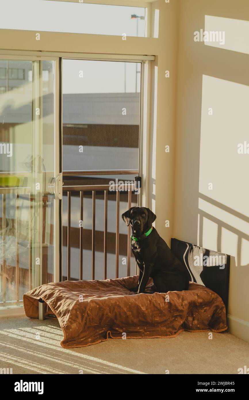 Black labrador dog sitting on a dog bed, looking out the window in a ...