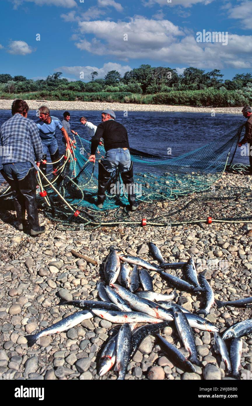 Salmon netting River Spey Scotland the team of netsmen with their catch ...