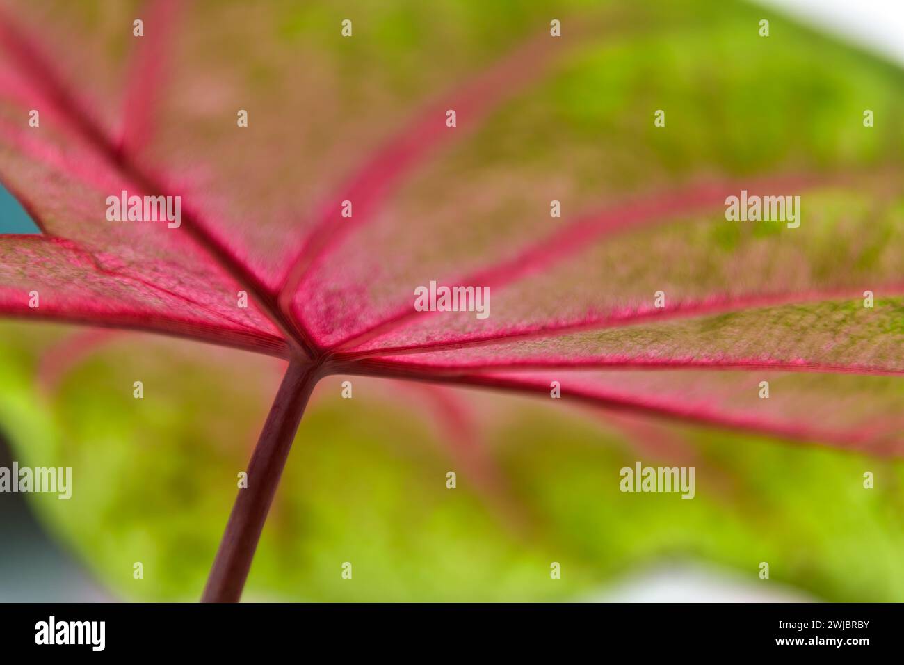 Malanga leaf hi-res stock photography and images - Alamy