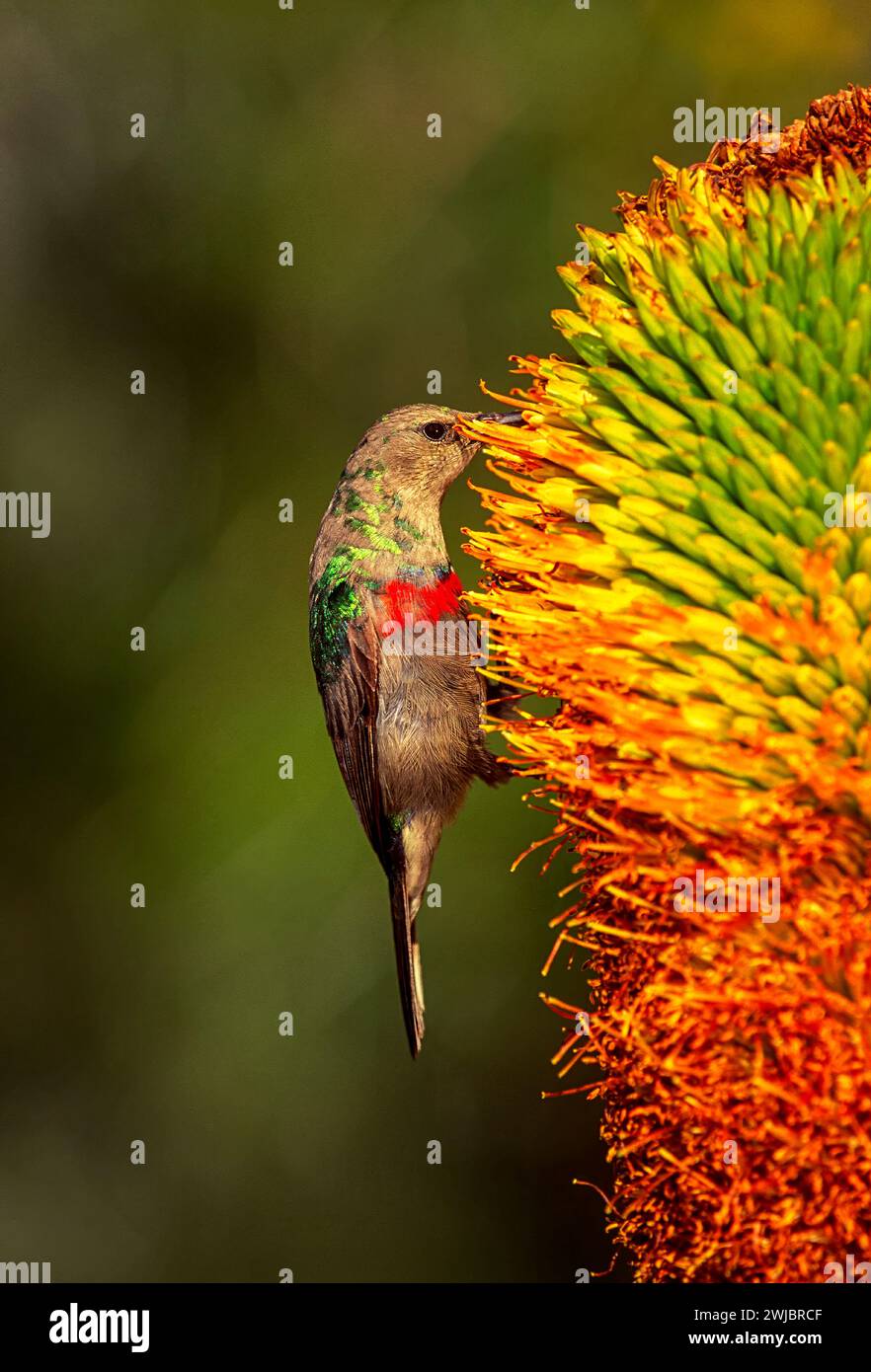 Sunbird pollination hi-res stock photography and images - Alamy