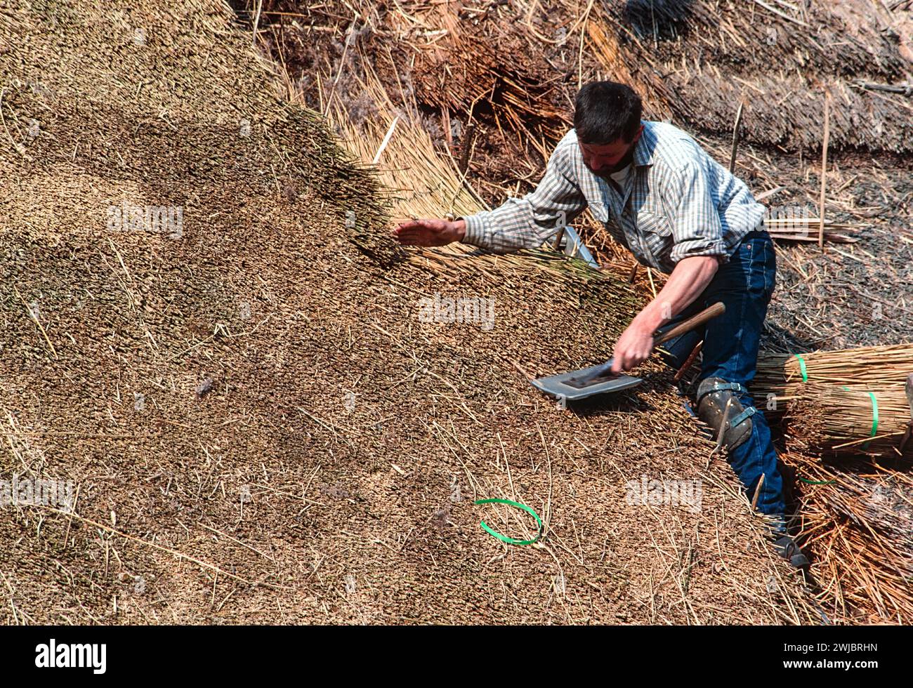 Thatcher adjusting reed stems on the roof of a newly thatched house ...