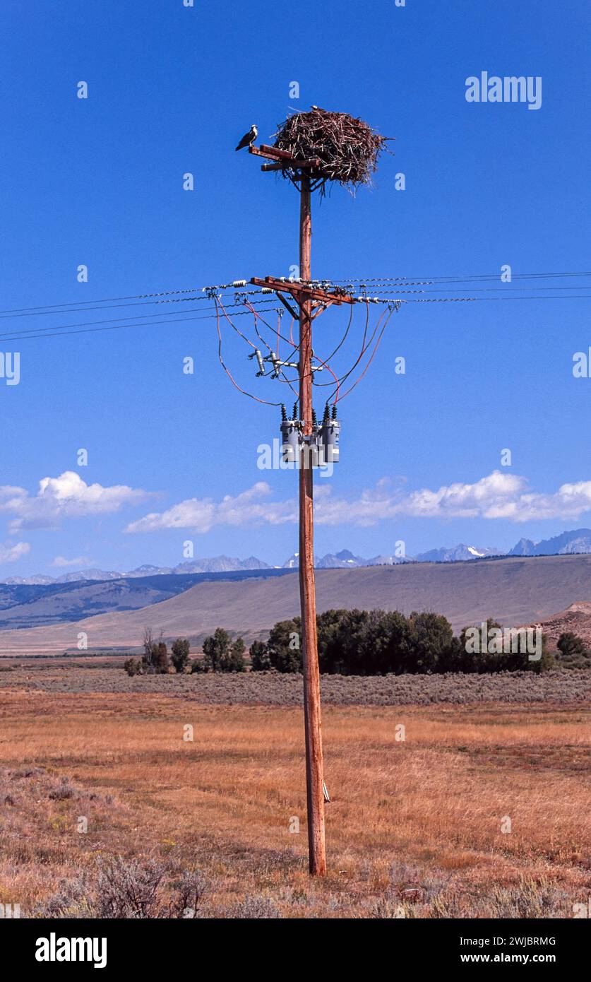 Montana nesting hi-res stock photography and images - Alamy