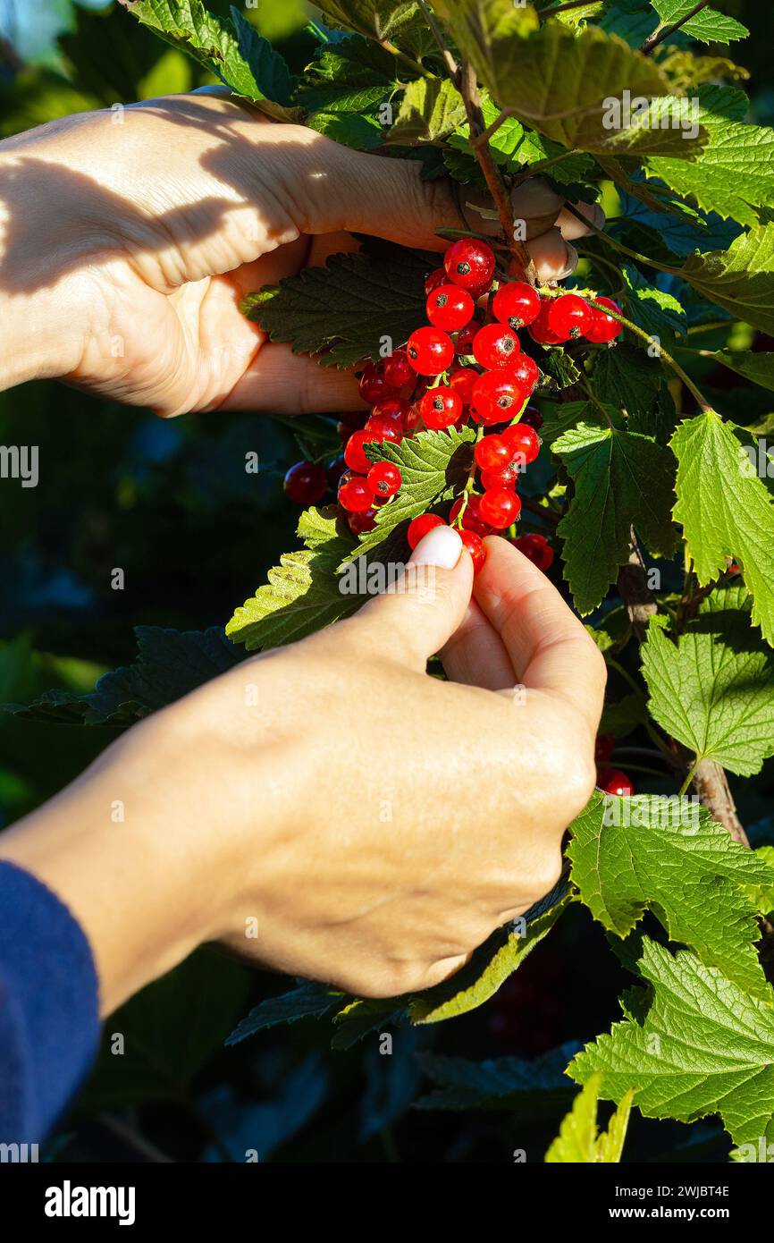 a hand picks a red currant berry from a branch. fresh red currants ...