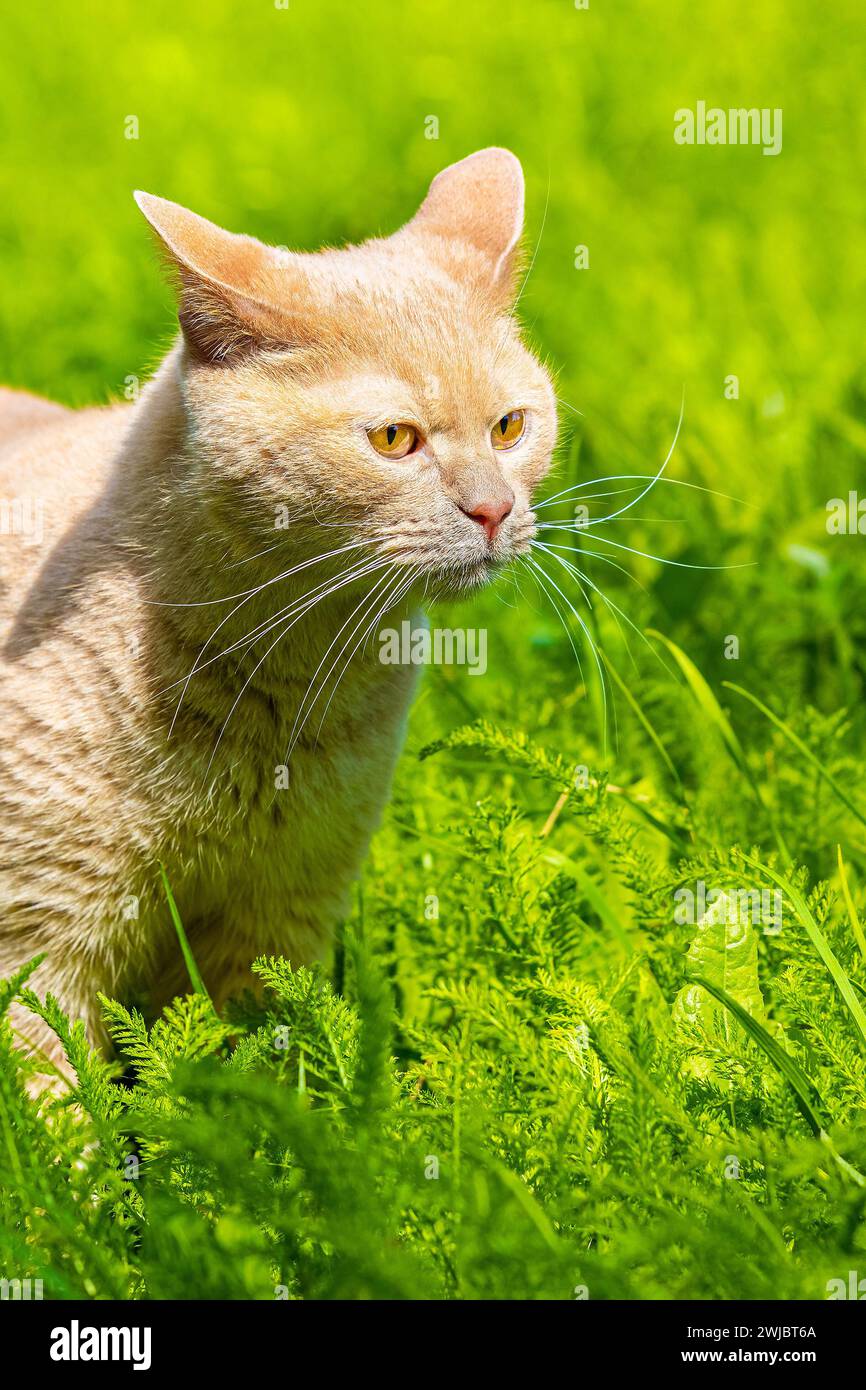 fawn cat on a background of green grass. beige cat on a background of ...