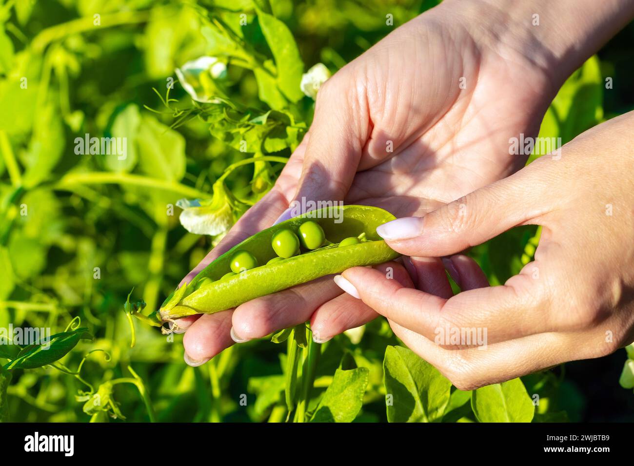 Close up hand opening garden hi-res stock photography and images - Alamy