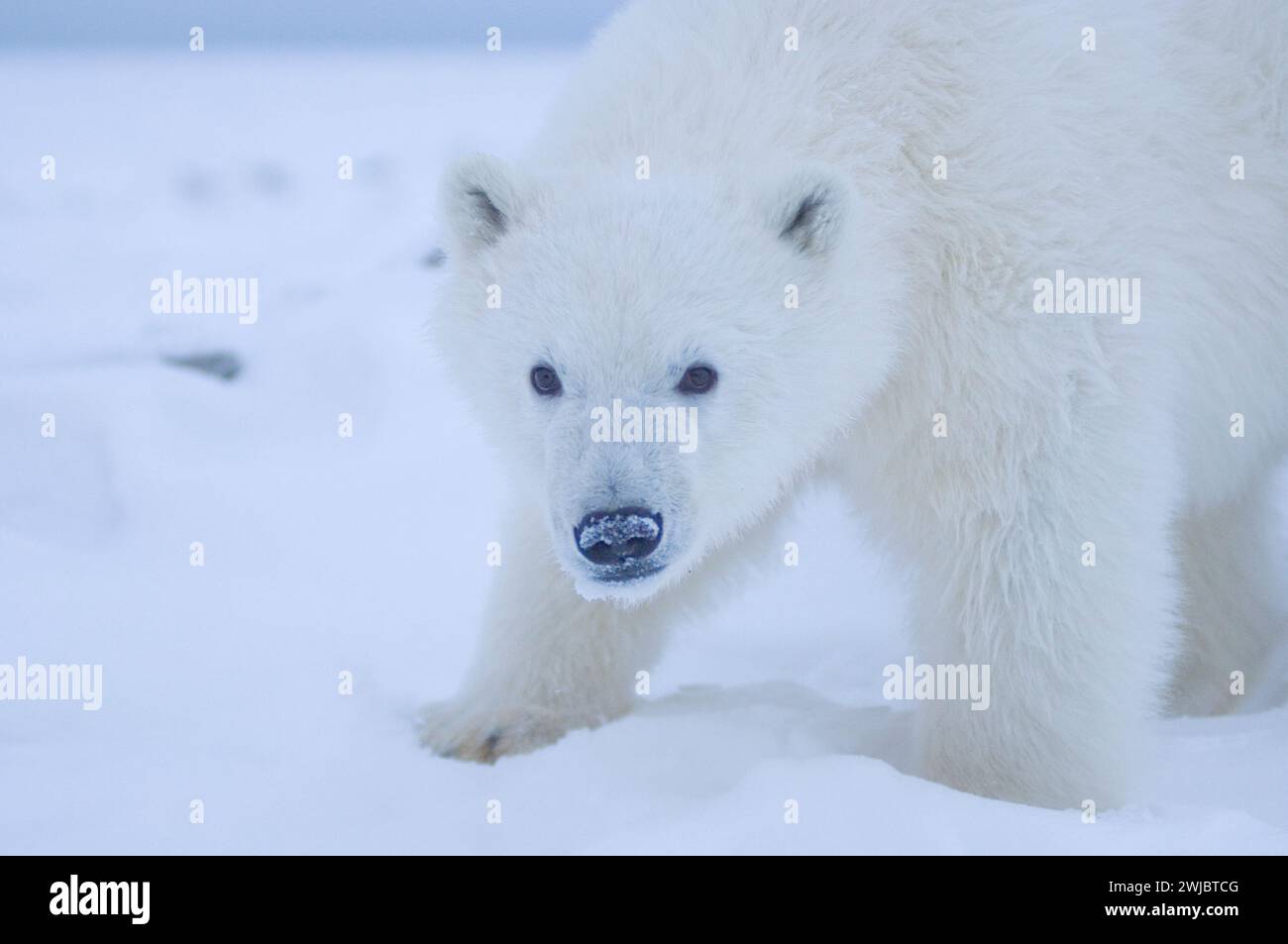polar bear Ursus maritimus spring cub close up along a barrier island ...