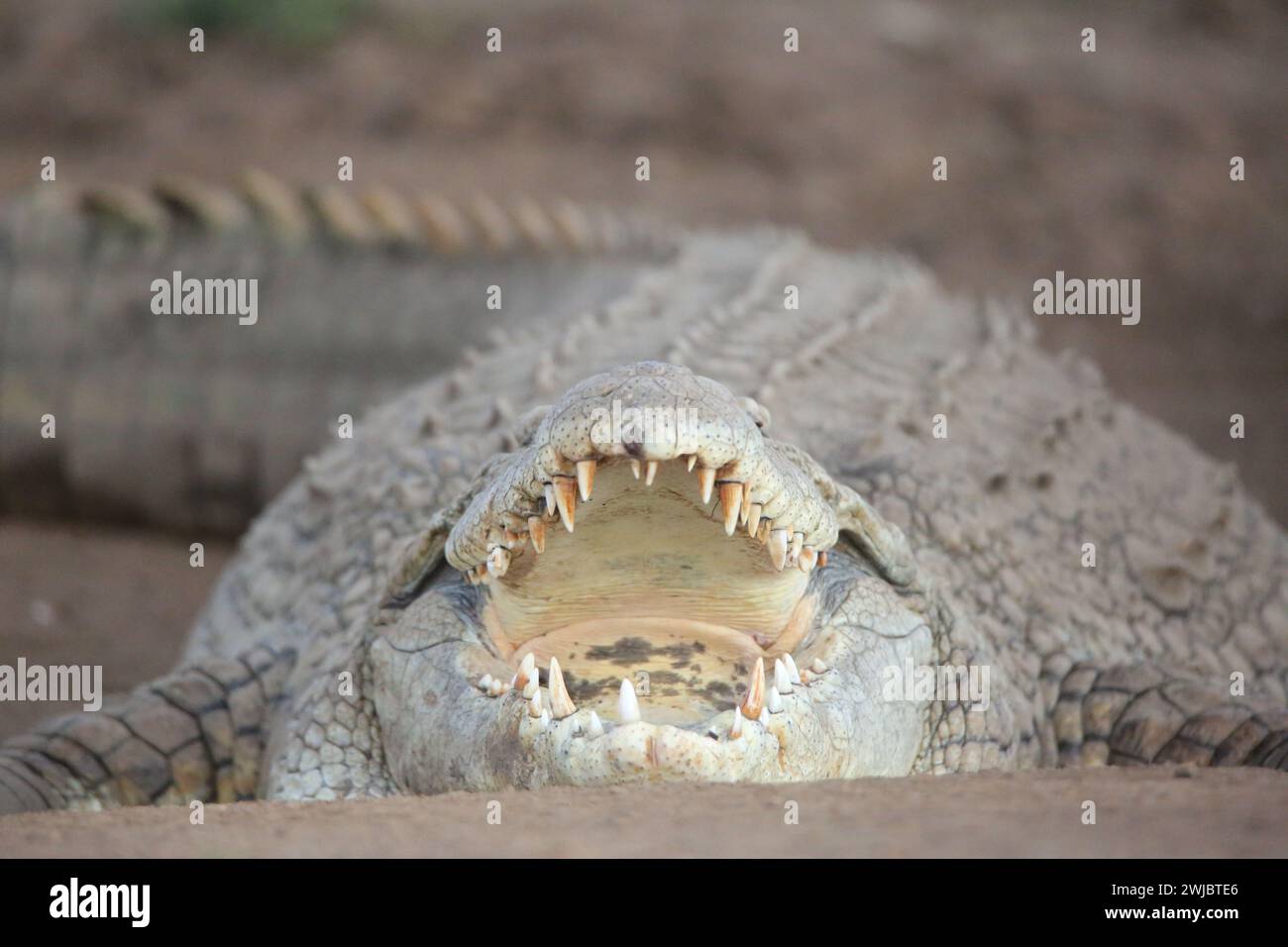 Nile crocodile smile Stock Photo - Alamy