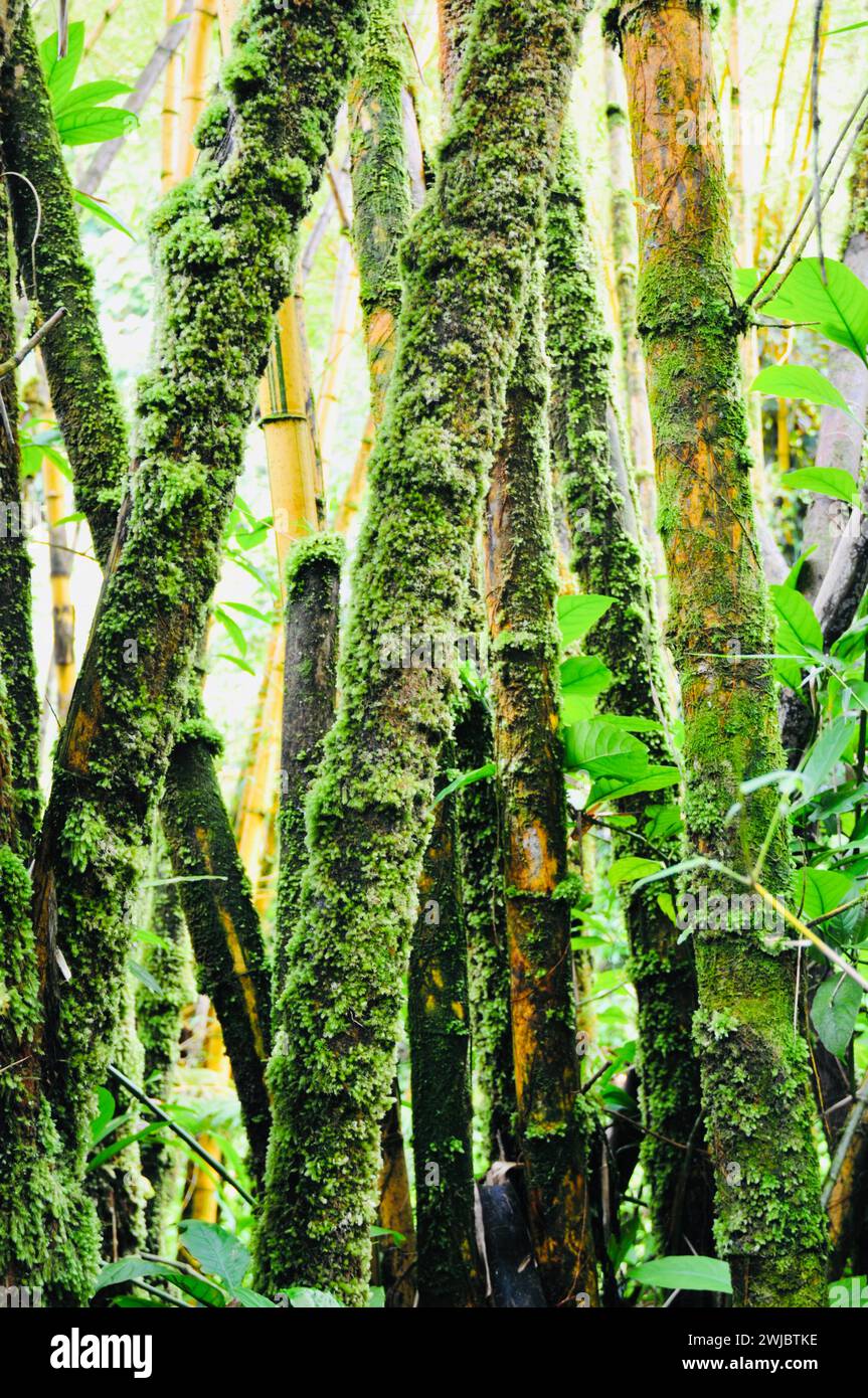 Old growth bamboo hi-res stock photography and images - Alamy