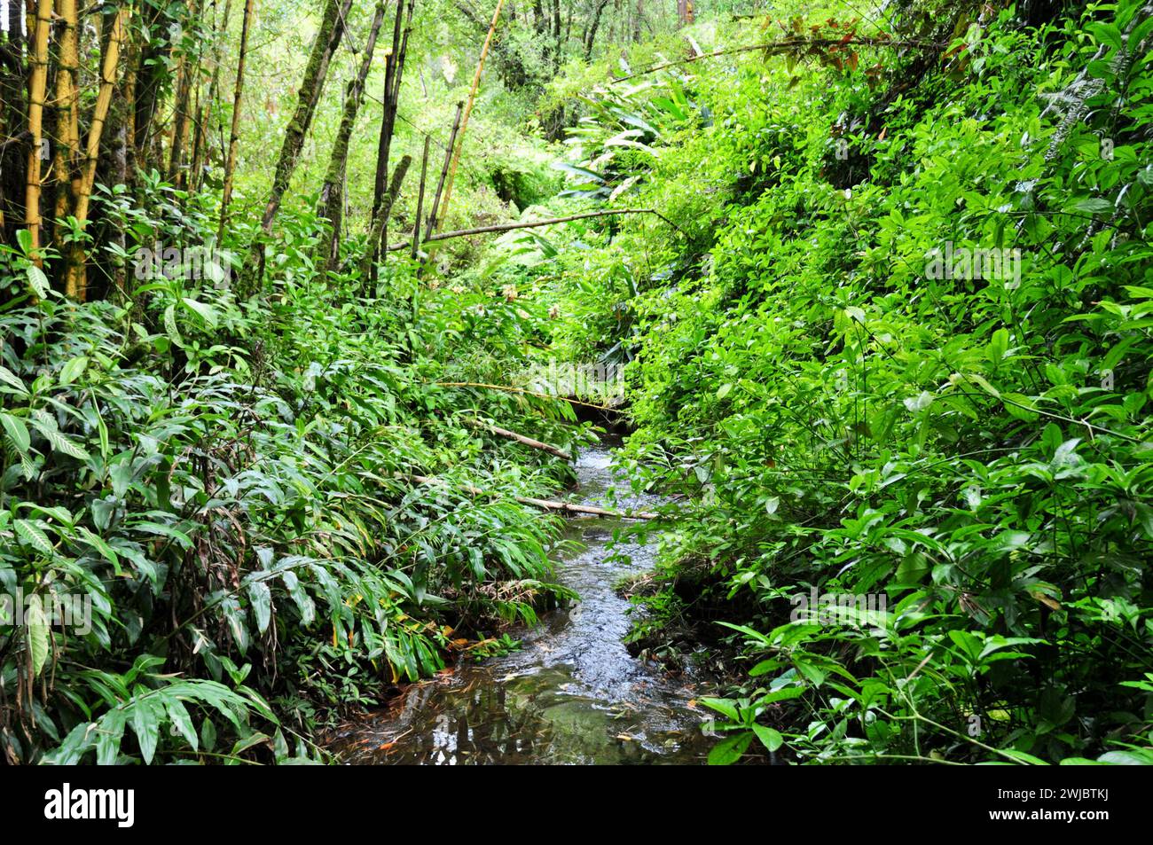 Old growth bamboo hi-res stock photography and images - Alamy