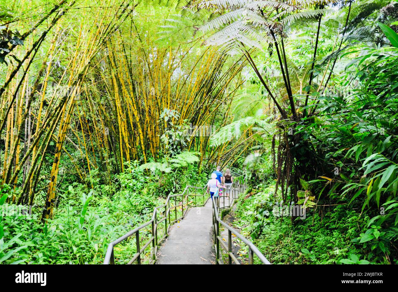 Old growth forest ferns hi-res stock photography and images - Alamy