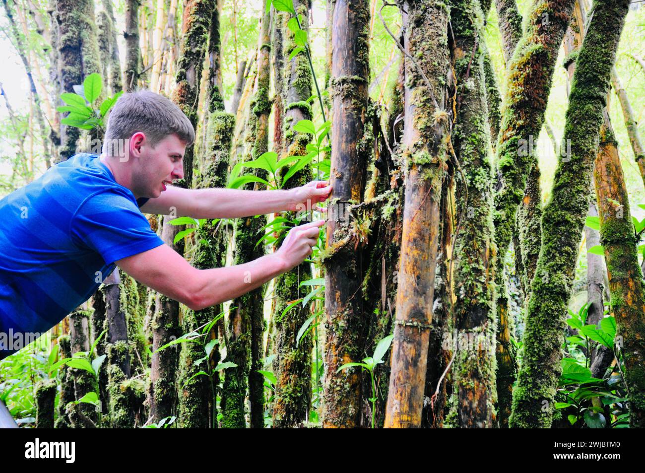 Old growth bamboo hi-res stock photography and images - Alamy
