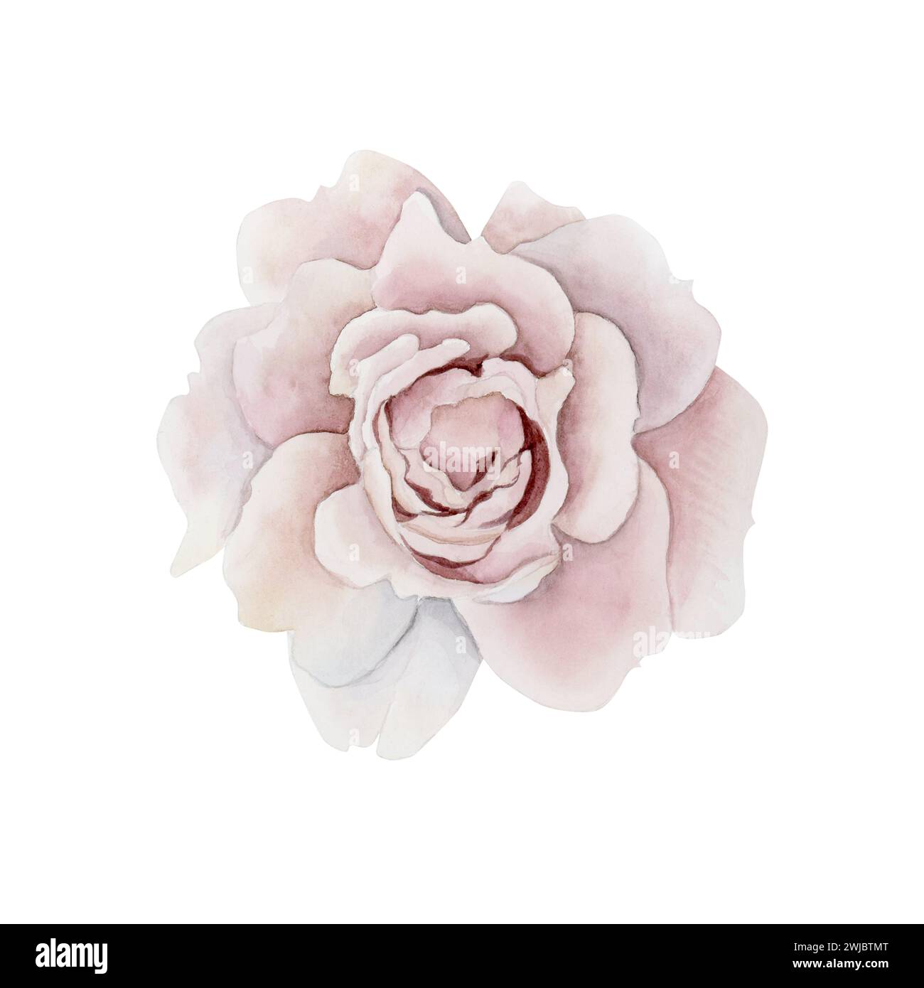 Pink rose hip flower. Floral watercolor illustration hand painted ...