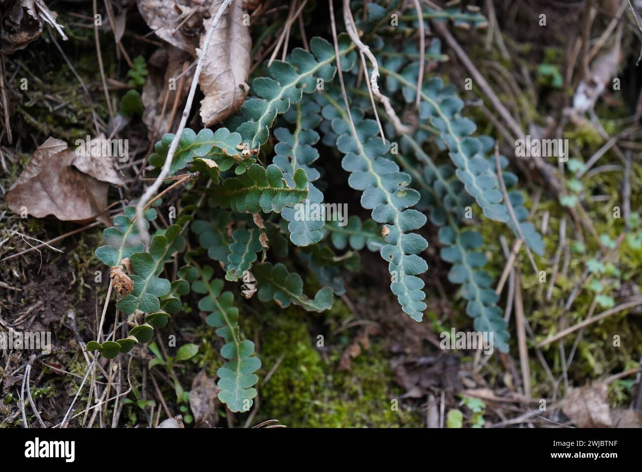 Fern, The rustyback fern(Asplenium ceterach Stock Photo - Alamy