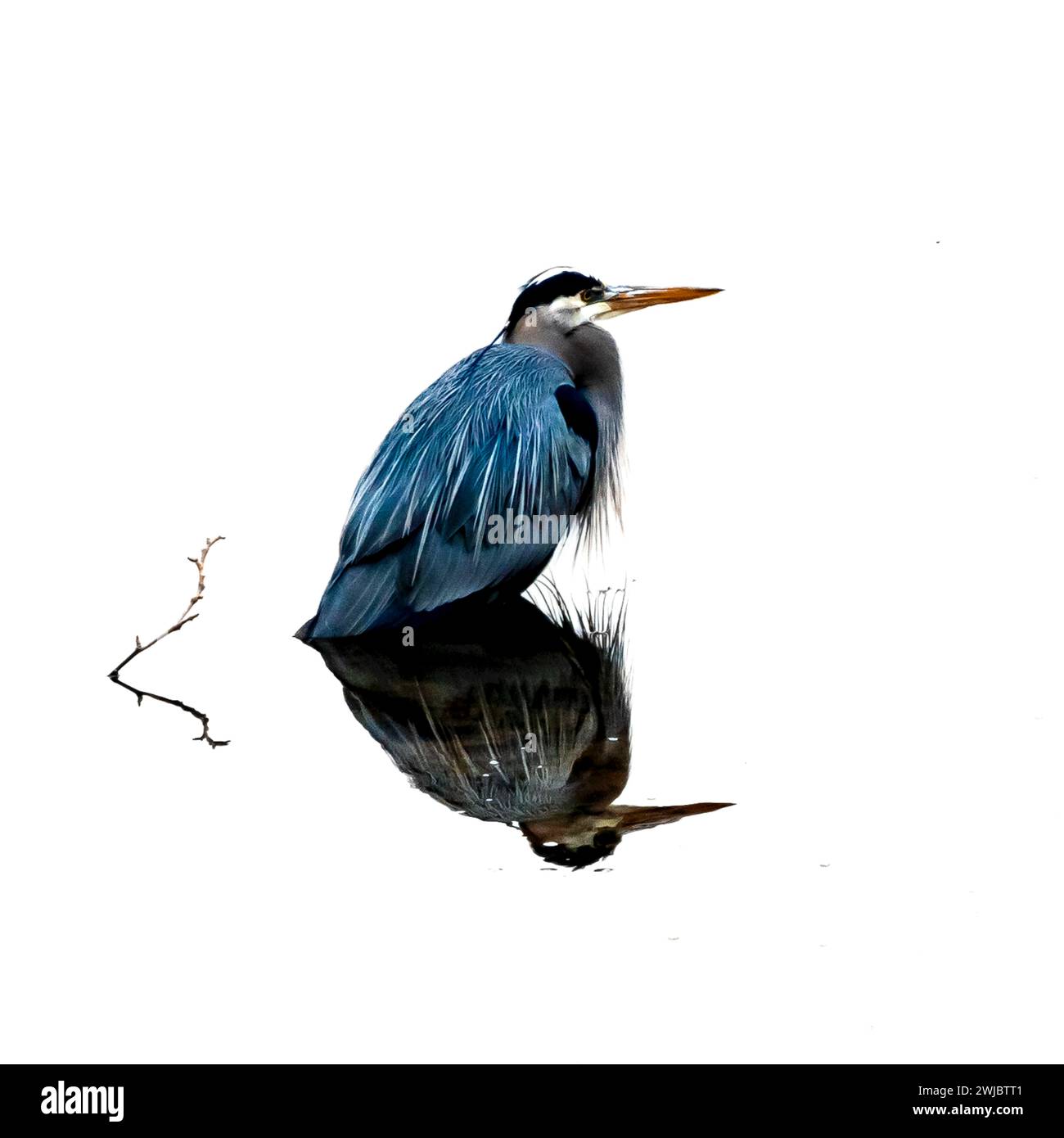 Great blue heron on a white background with a reflection on water Stock ...