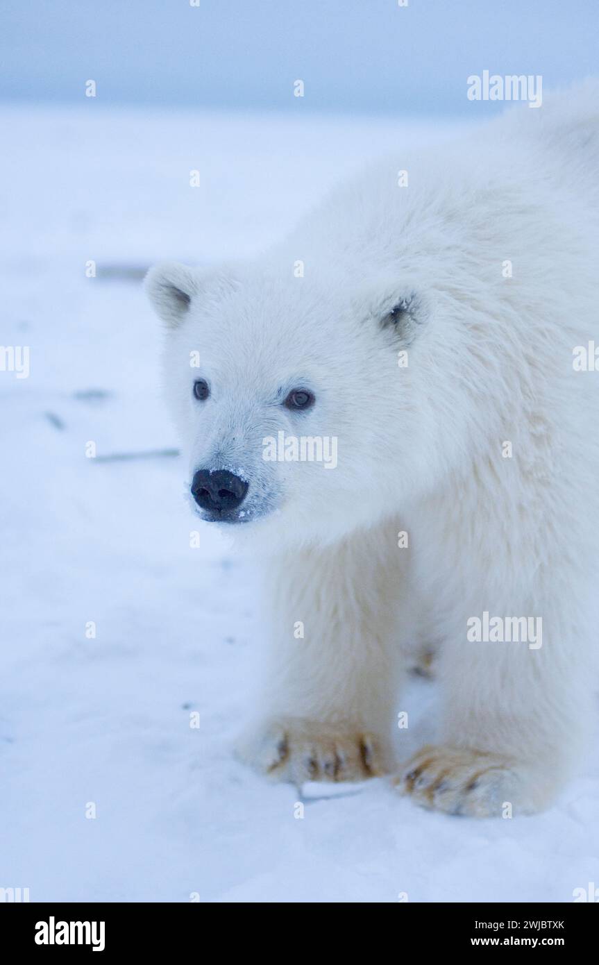 polar bear Ursus maritimus spring cub close up along a barrier island ...