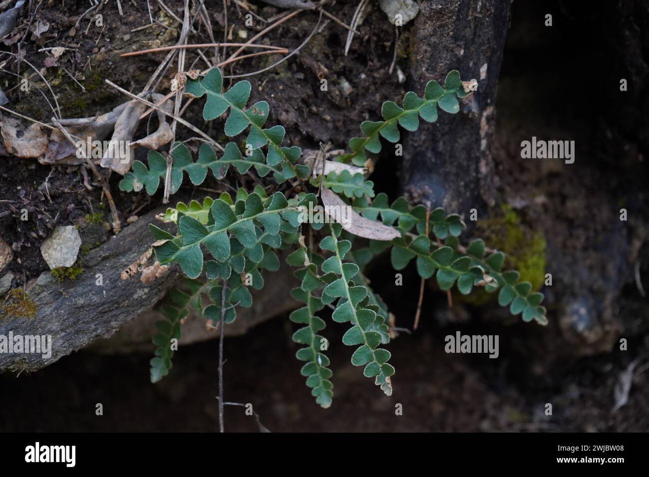 Rusty back fern ceterach hi-res stock photography and images - Alamy