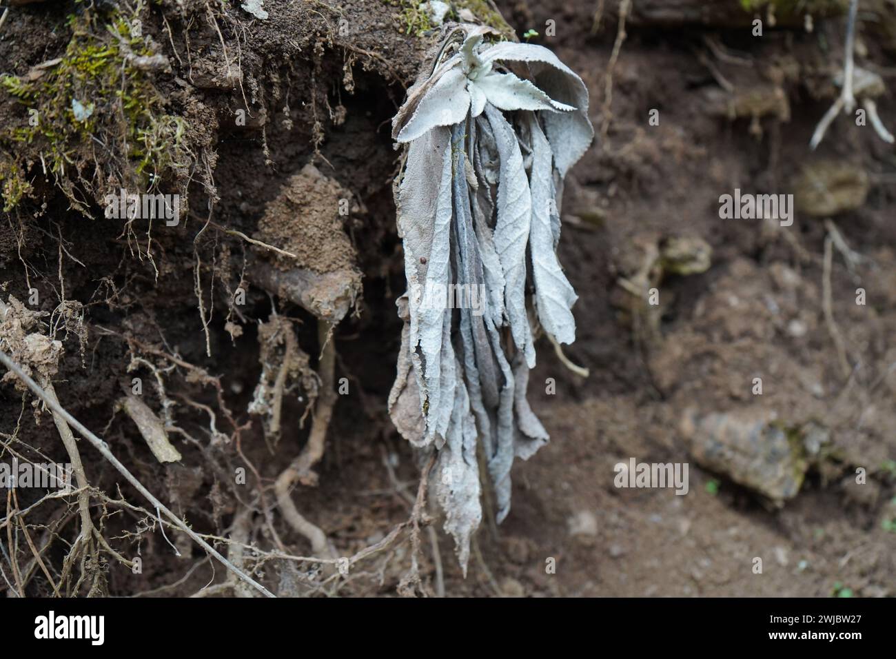 Sage, The Californian white sage, bee sage, or sacred sage(Salvia ...