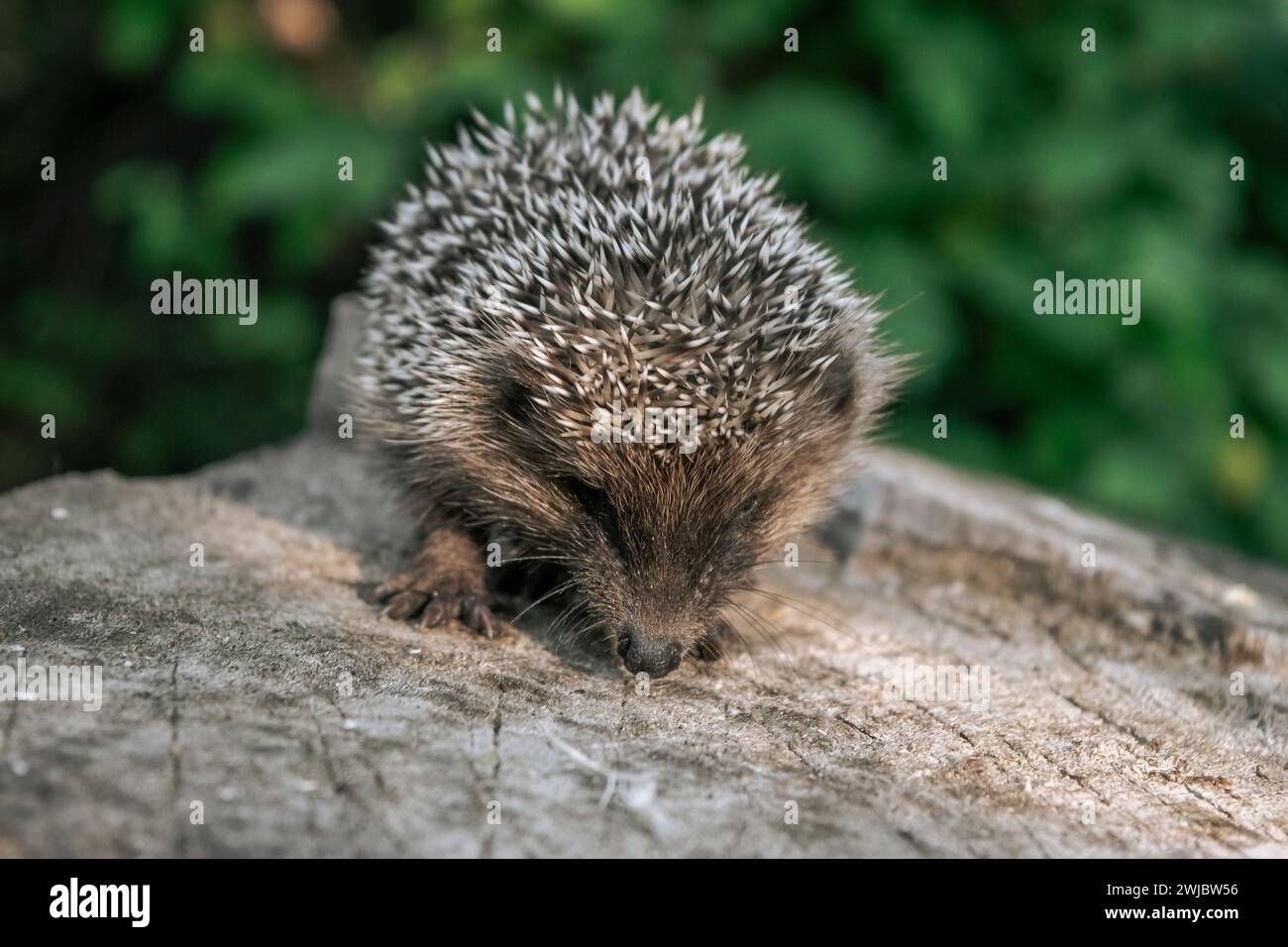 Young beautiful hedgehog in the nature. Wildlife Concept. Protection ...