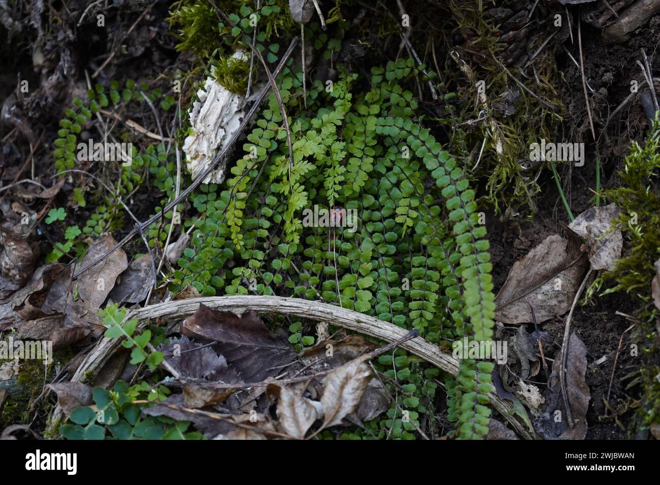 Spleenwort, The Maidenhair spleenwort(Asplenium trichomanes Stock Photo ...